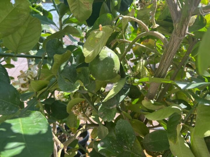 Citrus Tree – Lime | Elgin Nursery & Tree Farm: Phoenix, AZ