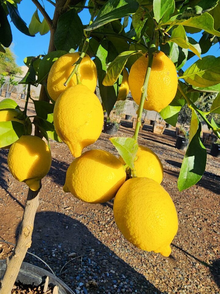 Citrus Tree – Lemon | Elgin Nursery & Tree Farm: Phoenix, AZ