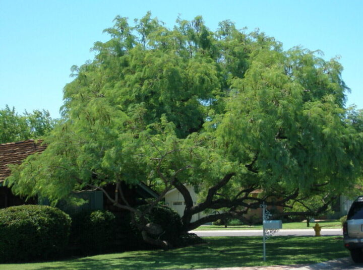 Fern of the Desert | Elgin Nursery & Tree Farm: Phoenix, AZ