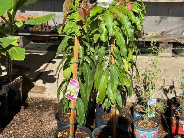 Tropical Fruit – Mango | Elgin Nursery & Tree Farm: Phoenix, AZ