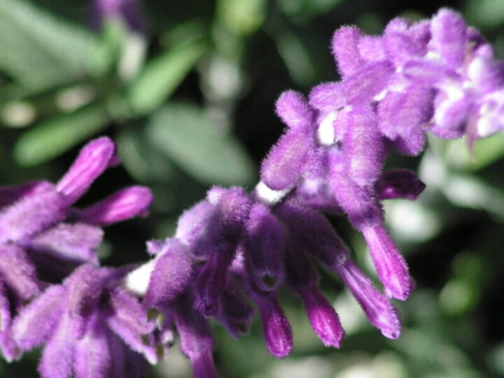 Emu Bush – Yellow | Elgin Nursery & Tree Farm: Phoenix, AZ