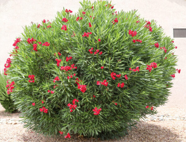 Oleander | Elgin Nursery & Tree Farm: Phoenix, AZ