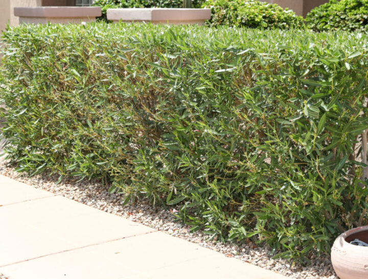 Oleander | Elgin Nursery & Tree Farm: Phoenix, AZ