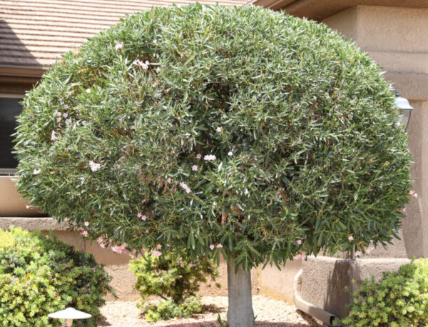 Oleander Tree | Elgin Nursery & Tree Farm: Phoenix, AZ