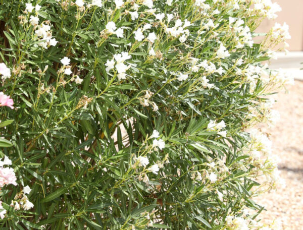 Oleander – Dwarf | Elgin Nursery & Tree Farm: Phoenix, AZ