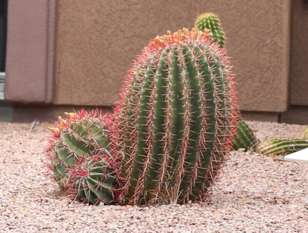 Fish Hook Barrel | Elgin Nursery & Tree Farm: Phoenix, AZ