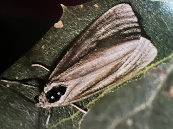 Oak Moths | Elgin Nursery & Tree Farm: Phoenix, AZ