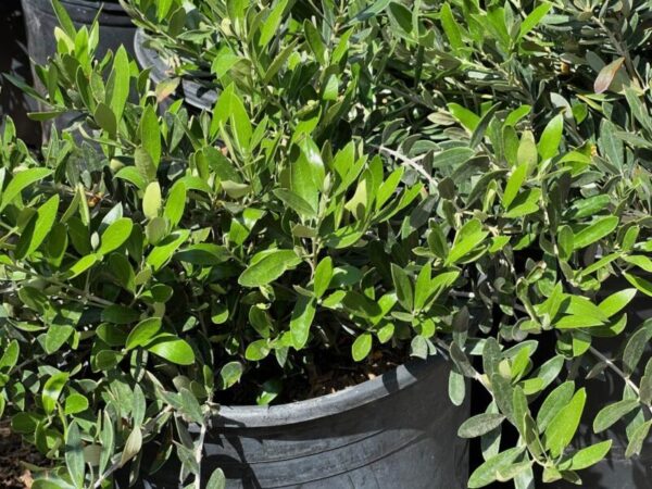 Oleander | Elgin Nursery & Tree Farm: Phoenix, AZ