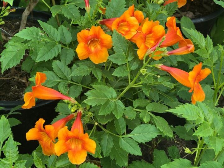 Orange Jubilee | Elgin Nursery & Tree Farm: Phoenix, AZ