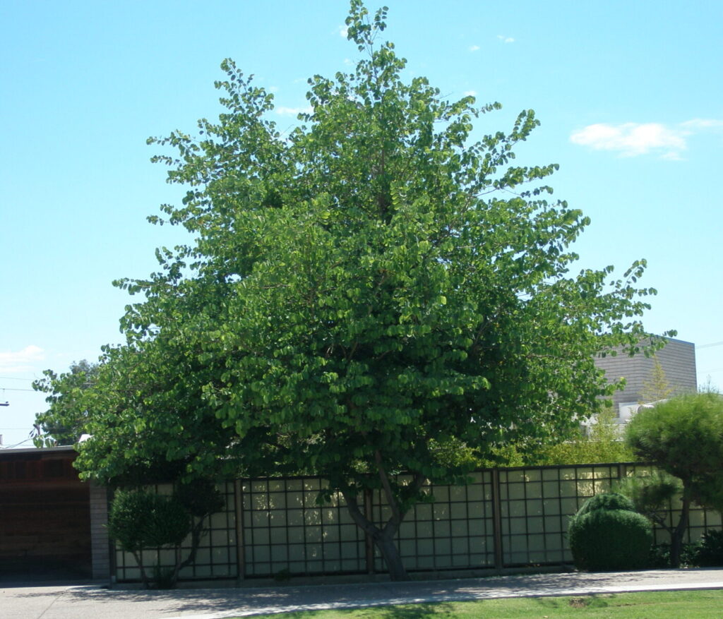 Orchid – Purple | Elgin Nursery & Tree Farm: Phoenix, AZ