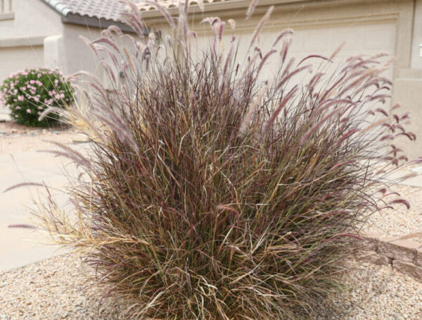 Purple Fountain Grass | Elgin Nursery & Tree Farm: Phoenix, AZ