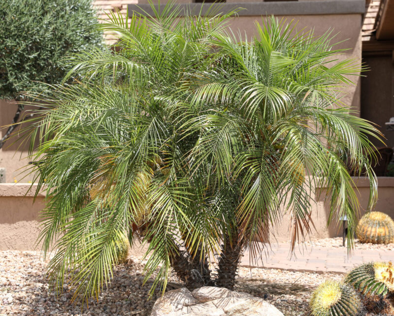 Palm – Pygmy Date | Elgin Nursery & Tree Farm: Phoenix, AZ