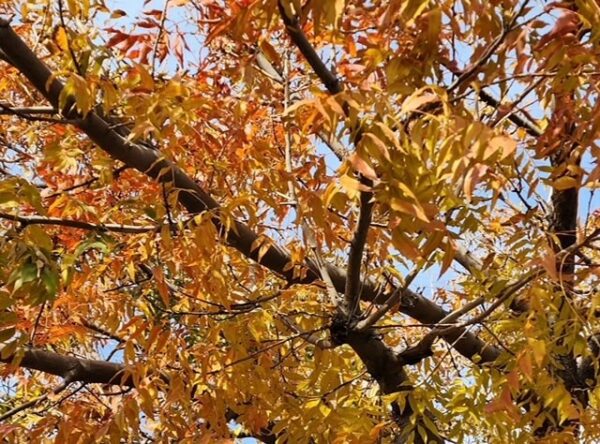 Red Push Pistache | Elgin Nursery & Tree Farm: Phoenix, AZ