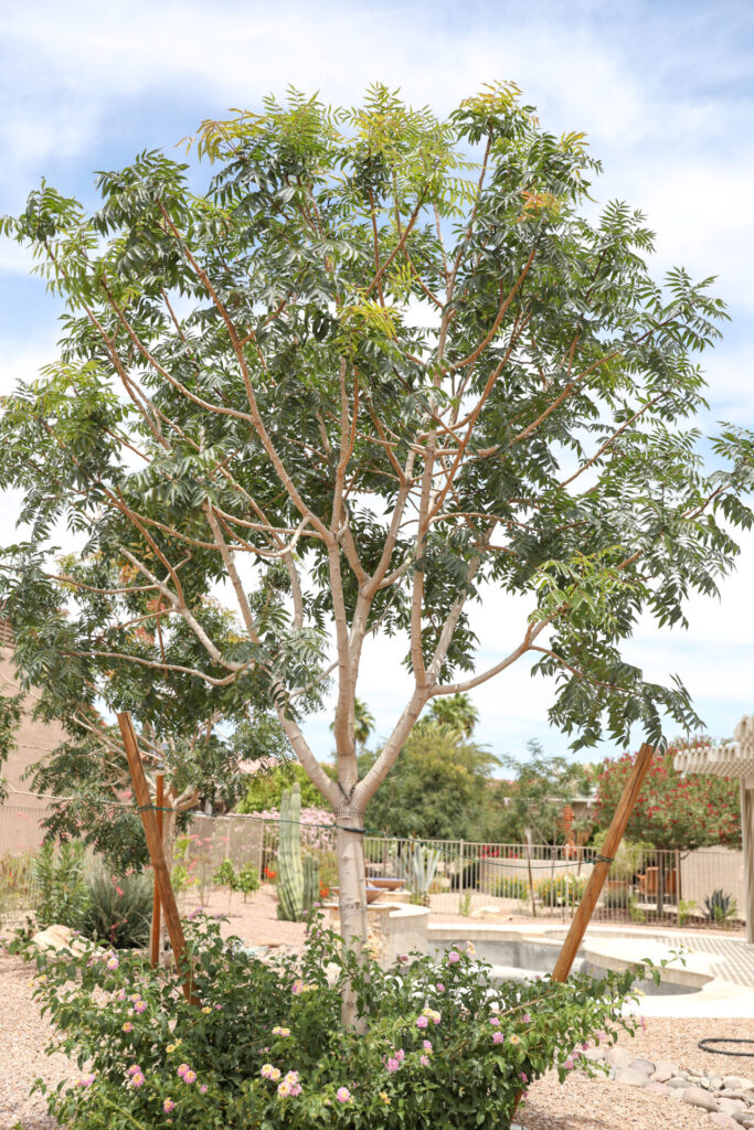Red Push Pistache | Elgin Nursery & Tree Farm: Phoenix, AZ