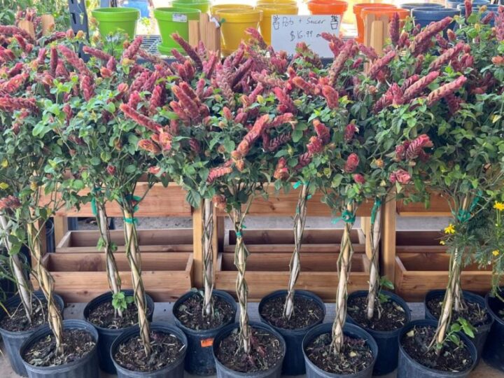 Patio Trees | Elgin Nursery & Tree Farm: Phoenix, AZ