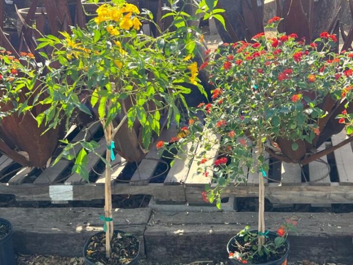 Patio Trees | Elgin Nursery & Tree Farm: Phoenix, AZ