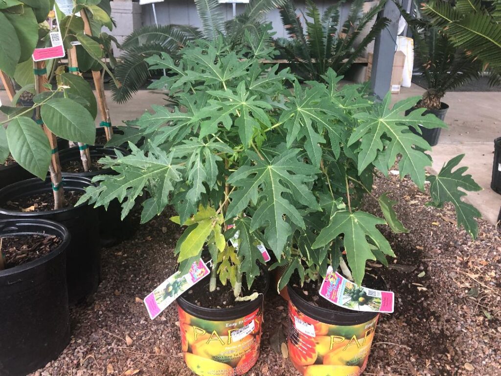 Fruit Trees | Elgin Nursery & Tree Farm: Phoenix, AZ