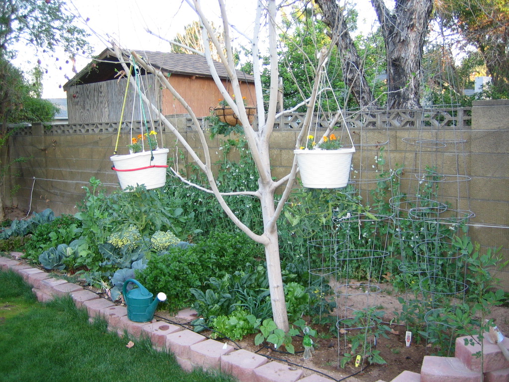 Gardens – Victory Garden – Elgin Nursery & Tree Farm: Phoenix, AZ