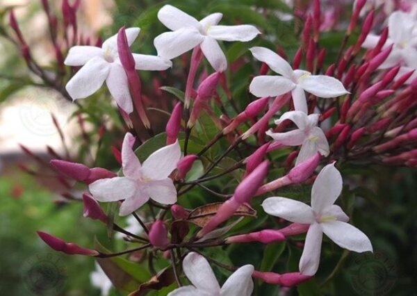 Pink Jasmine | Elgin Nursery & Tree Farm: Phoenix, AZ