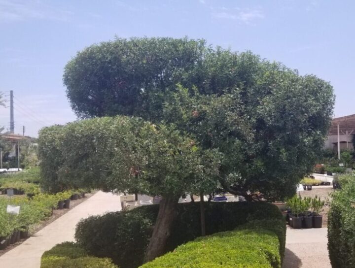 Mastic Tree | Elgin Nursery & Tree Farm: Phoenix, AZ