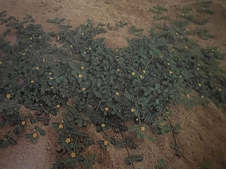 Puncture Vine | Elgin Nursery & Tree Farm: Phoenix, AZ