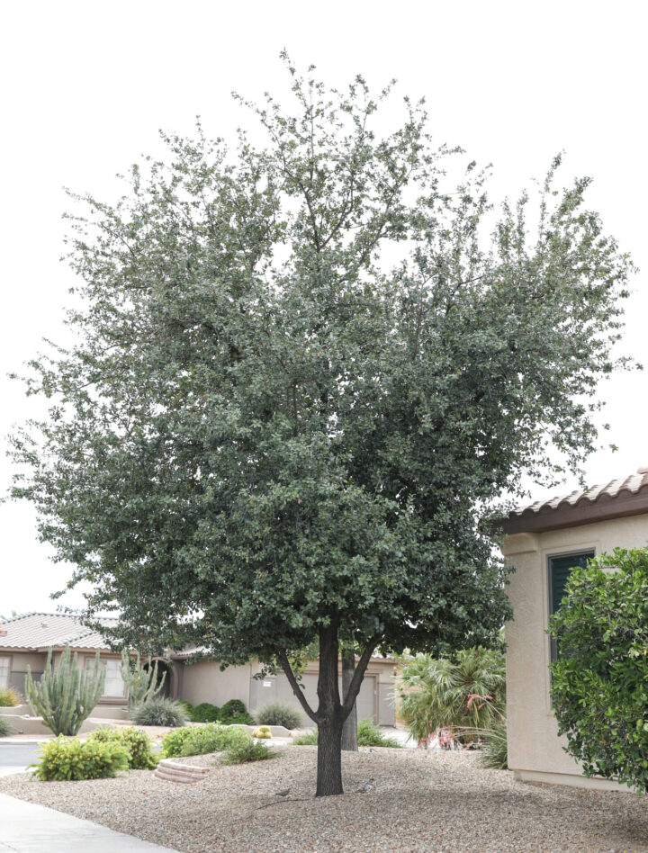 Southern Live Oak | Elgin Nursery & Tree Farm: Phoenix, AZ