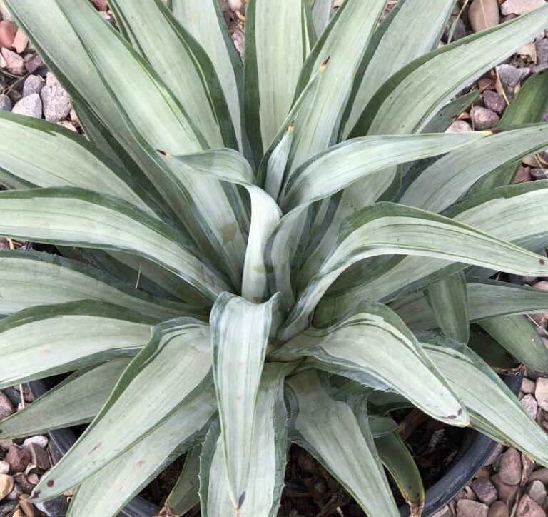 Shade & Semi Shade Plants | Elgin Nursery & Tree Farm: Phoenix, AZ