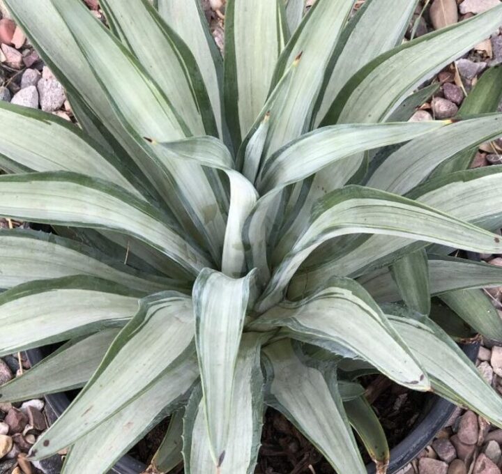 Agave – Quick Silver | Elgin Nursery & Tree Farm: Phoenix, AZ