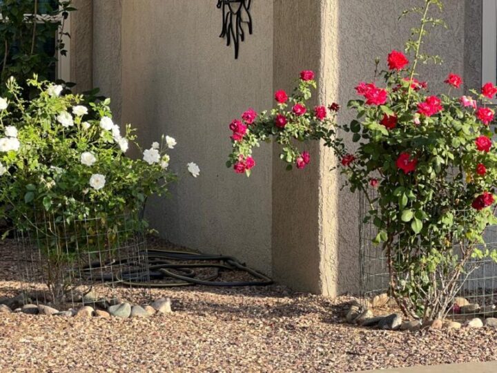 Roses | Elgin Nursery & Tree Farm: Phoenix, AZ