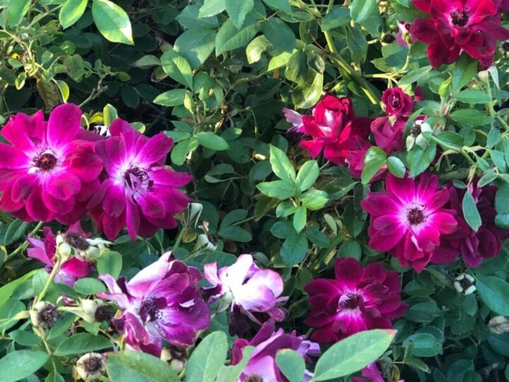 Roses | Elgin Nursery & Tree Farm: Phoenix, AZ