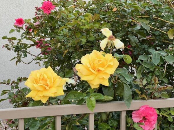 Lady Bank’s Rose | Elgin Nursery & Tree Farm: Phoenix, AZ