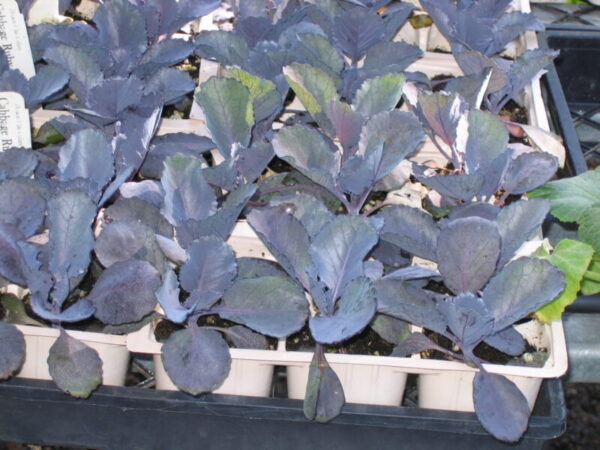 Ruby Cabbage | Elgin Nursery & Tree Farm: Phoenix, AZ