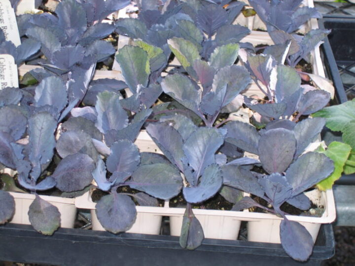 Ruby Cabbage | Elgin Nursery & Tree Farm: Phoenix, AZ