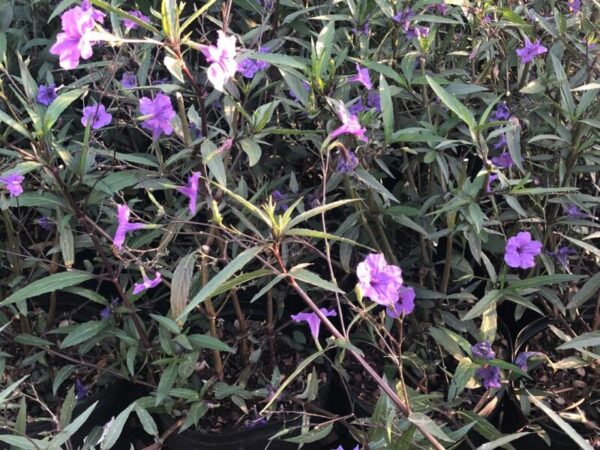 Ruellia – British | Elgin Nursery & Tree Farm: Phoenix, AZ