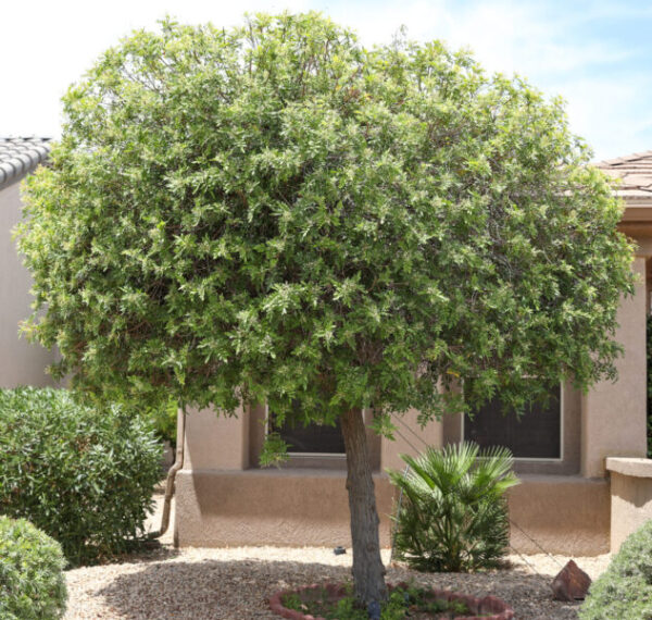 Brazilian Pepper Tree | Elgin Nursery & Tree Farm: Phoenix, AZ