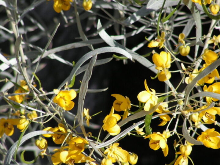 Cassia – Silver | Elgin Nursery & Tree Farm: Phoenix, AZ