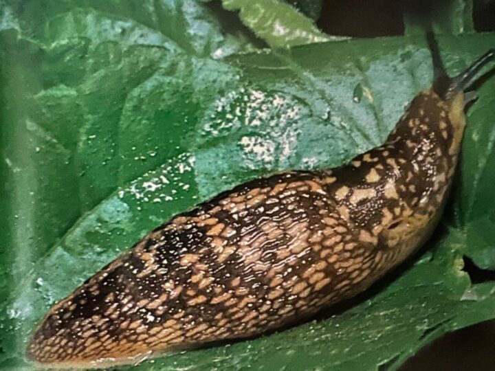 Slugs | Elgin Nursery & Tree Farm: Phoenix, AZ