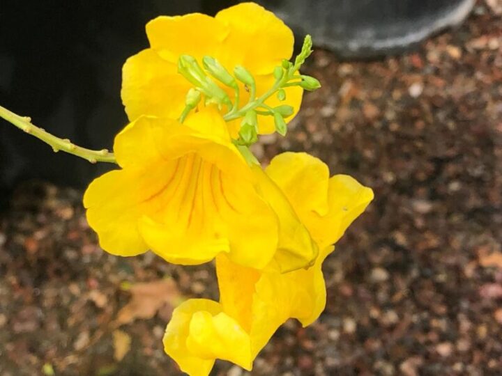 Emu Bush – Yellow | Elgin Nursery & Tree Farm: Phoenix, AZ