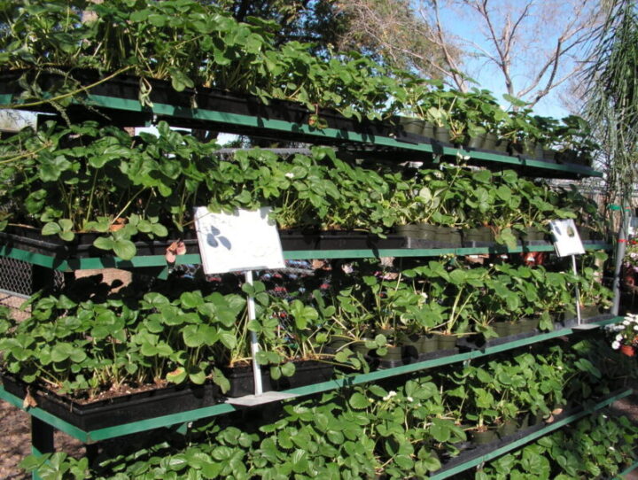 Strawberries | Elgin Nursery & Tree Farm: Phoenix, AZ