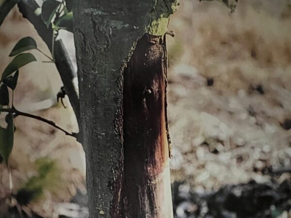 Sun Scald or Sunburn | Elgin Nursery & Tree Farm: Phoenix, AZ