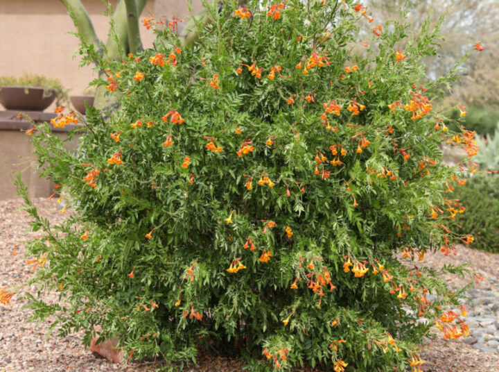 Orange Jubilee | Elgin Nursery & Tree Farm: Phoenix, AZ
