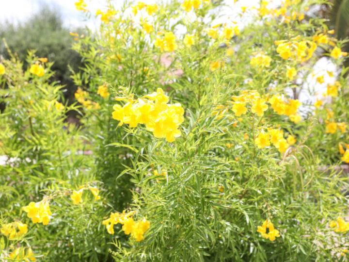 Sonoran Yellow Bells | Elgin Nursery & Tree Farm: Phoenix, AZ