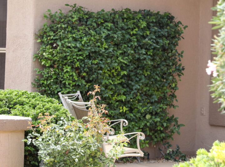 Star Jasmine | Elgin Nursery & Tree Farm: Phoenix, AZ