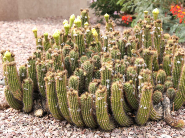 Trichocereus Hybrid | Elgin Nursery & Tree Farm: Phoenix, AZ
