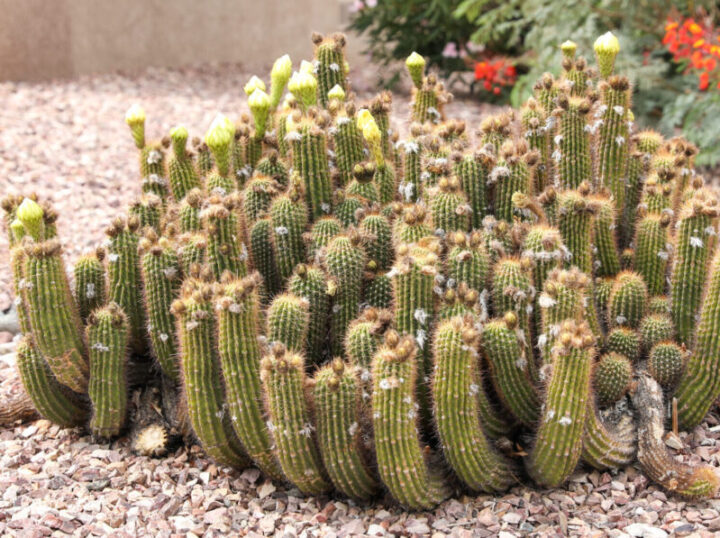 Trichocereus Hybrid | Elgin Nursery & Tree Farm: Phoenix, AZ