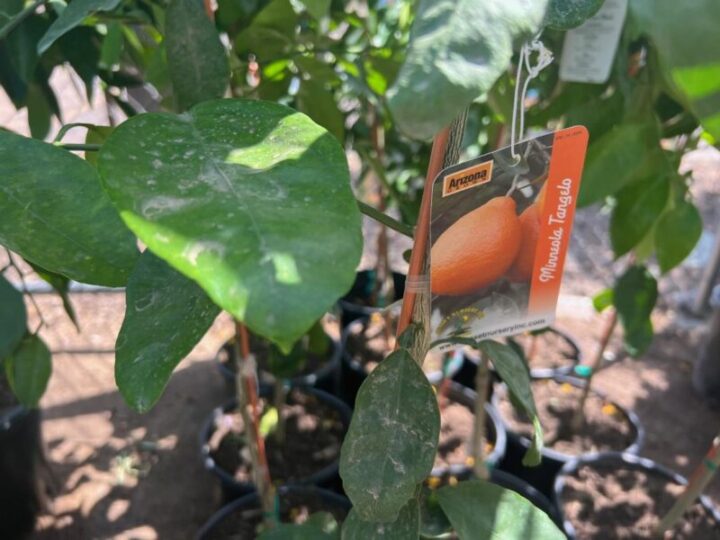 Citrus Tree – Tangelo | Elgin Nursery & Tree Farm: Phoenix, AZ