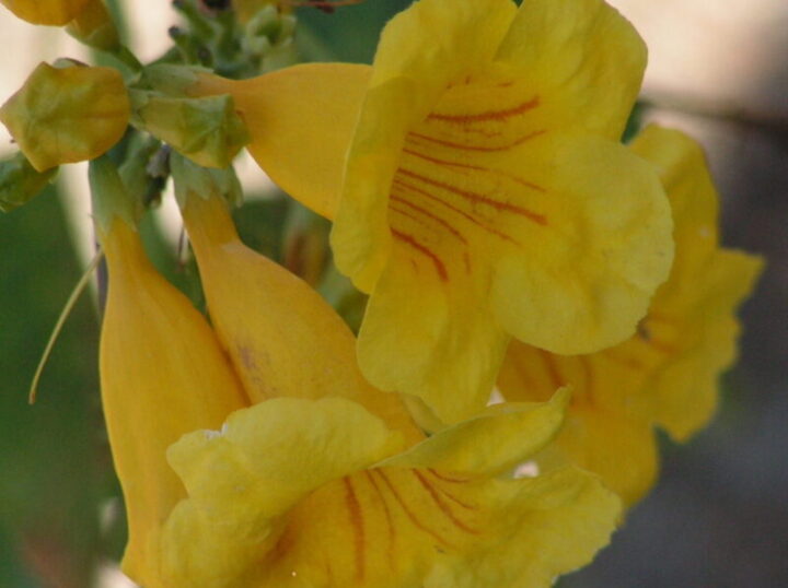 Gold Star Yellow Bells | Elgin Nursery & Tree Farm: Phoenix, AZ