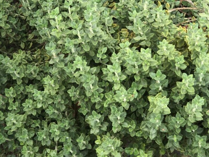 Germander | Elgin Nursery & Tree Farm: Phoenix, AZ