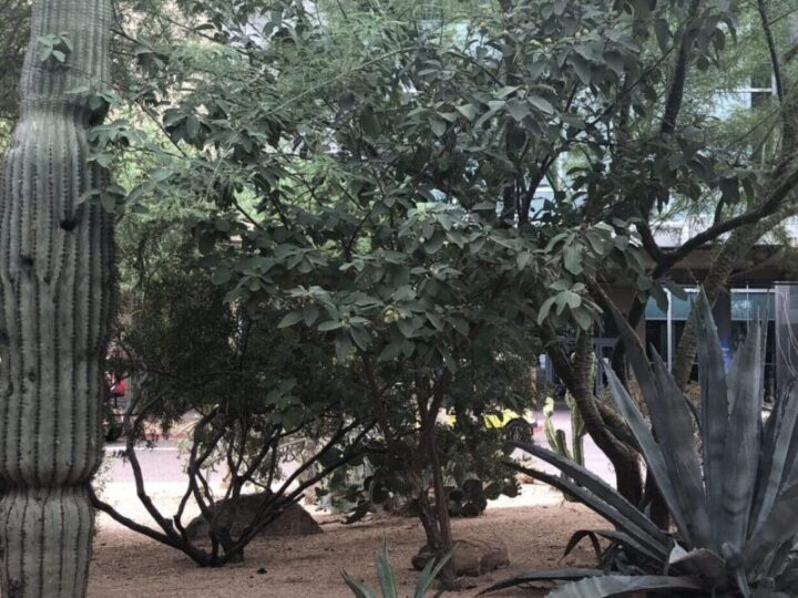 Texas Olive | Elgin Nursery & Tree Farm: Phoenix, AZ