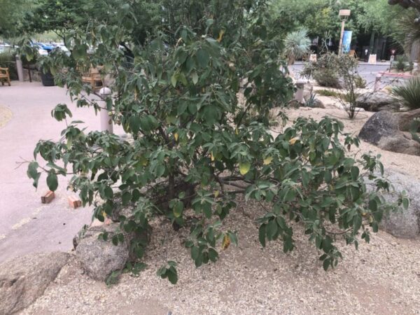 Arabian Lilac | Elgin Nursery & Tree Farm: Phoenix, AZ